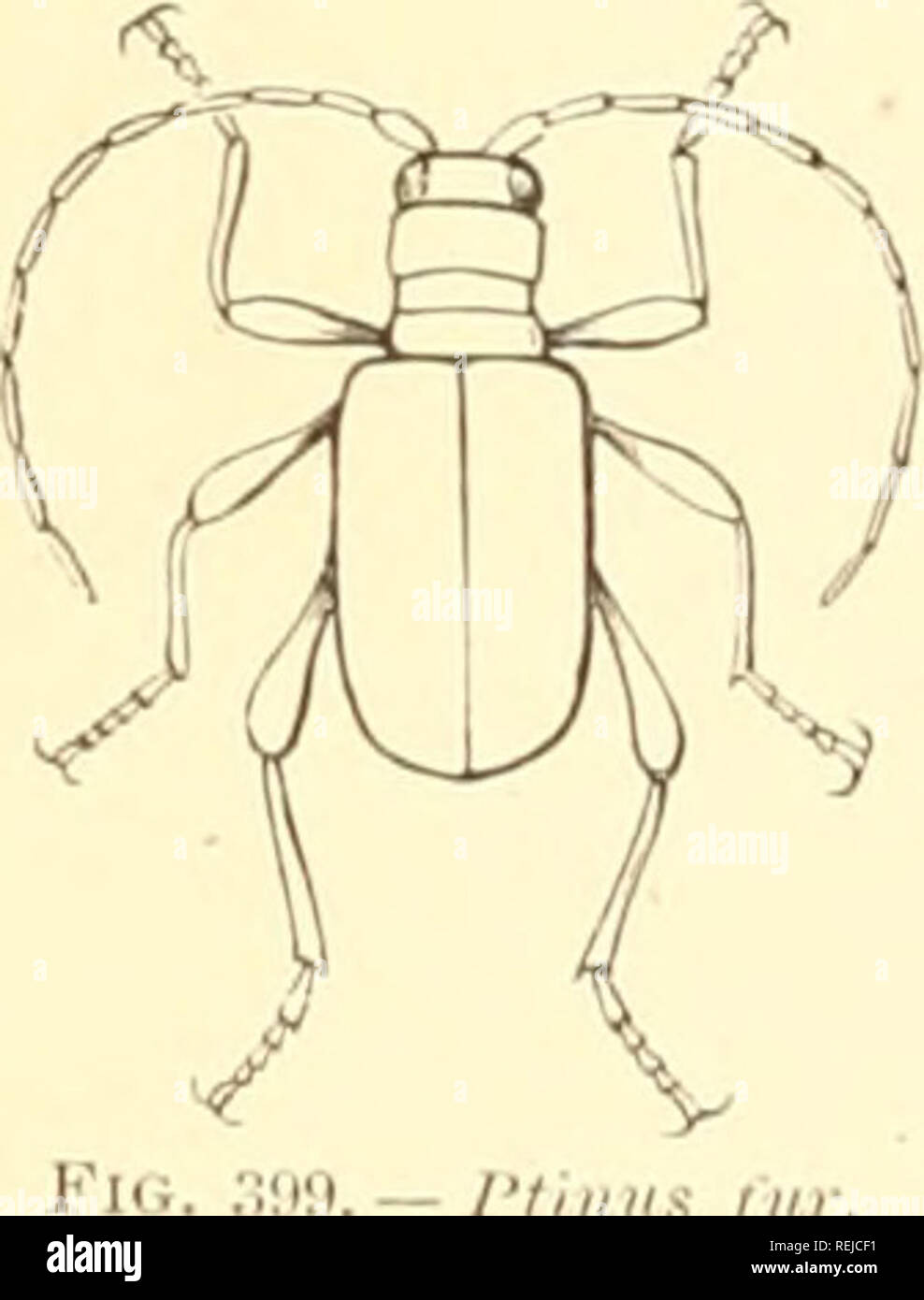 Tw legs hi-res stock photography and images - Alamy
