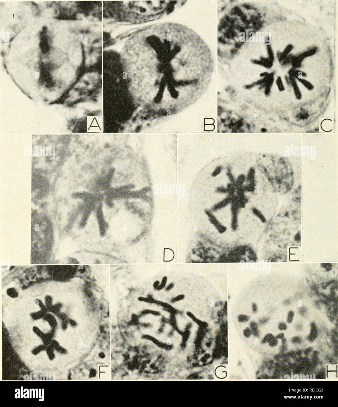 Metaphase 1 hi-res stock photography and images - Alamy