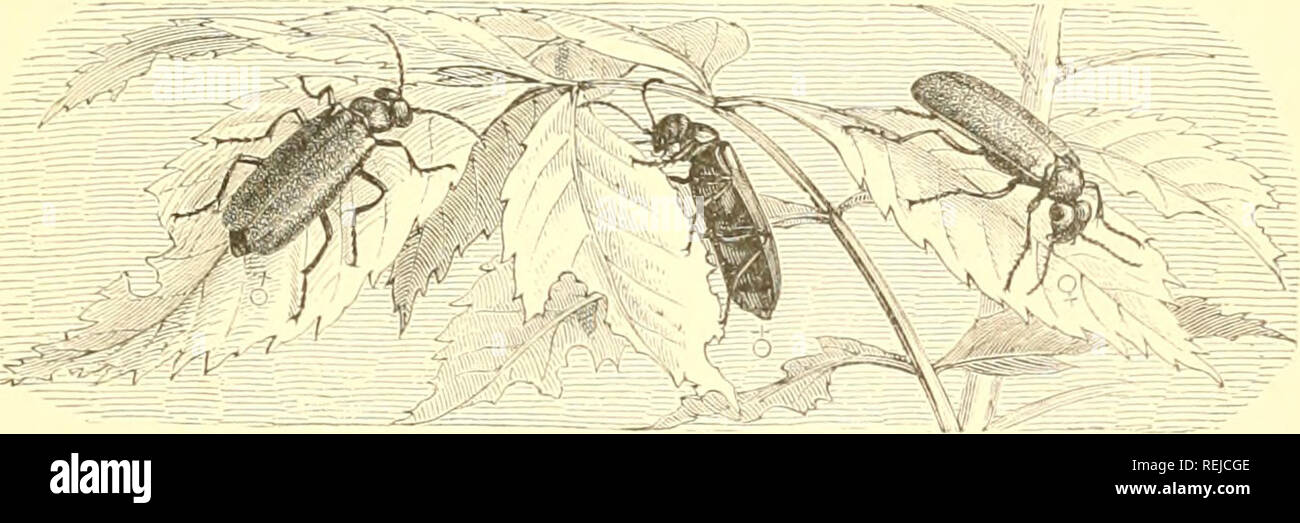 Locust shedding skin hi-res stock photography and images - Alamy