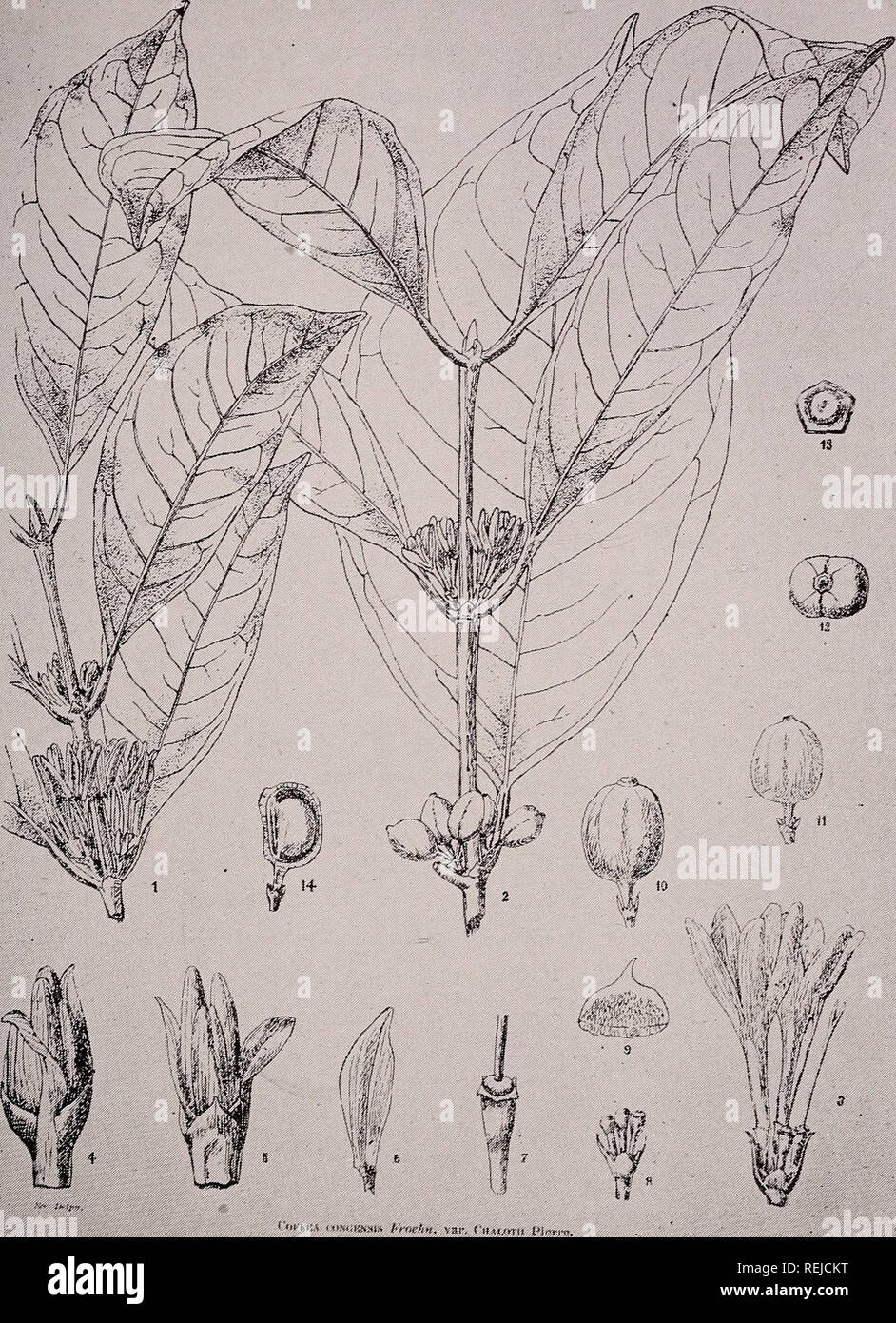 Coffea congensis hi-res stock photography and images - Alamy