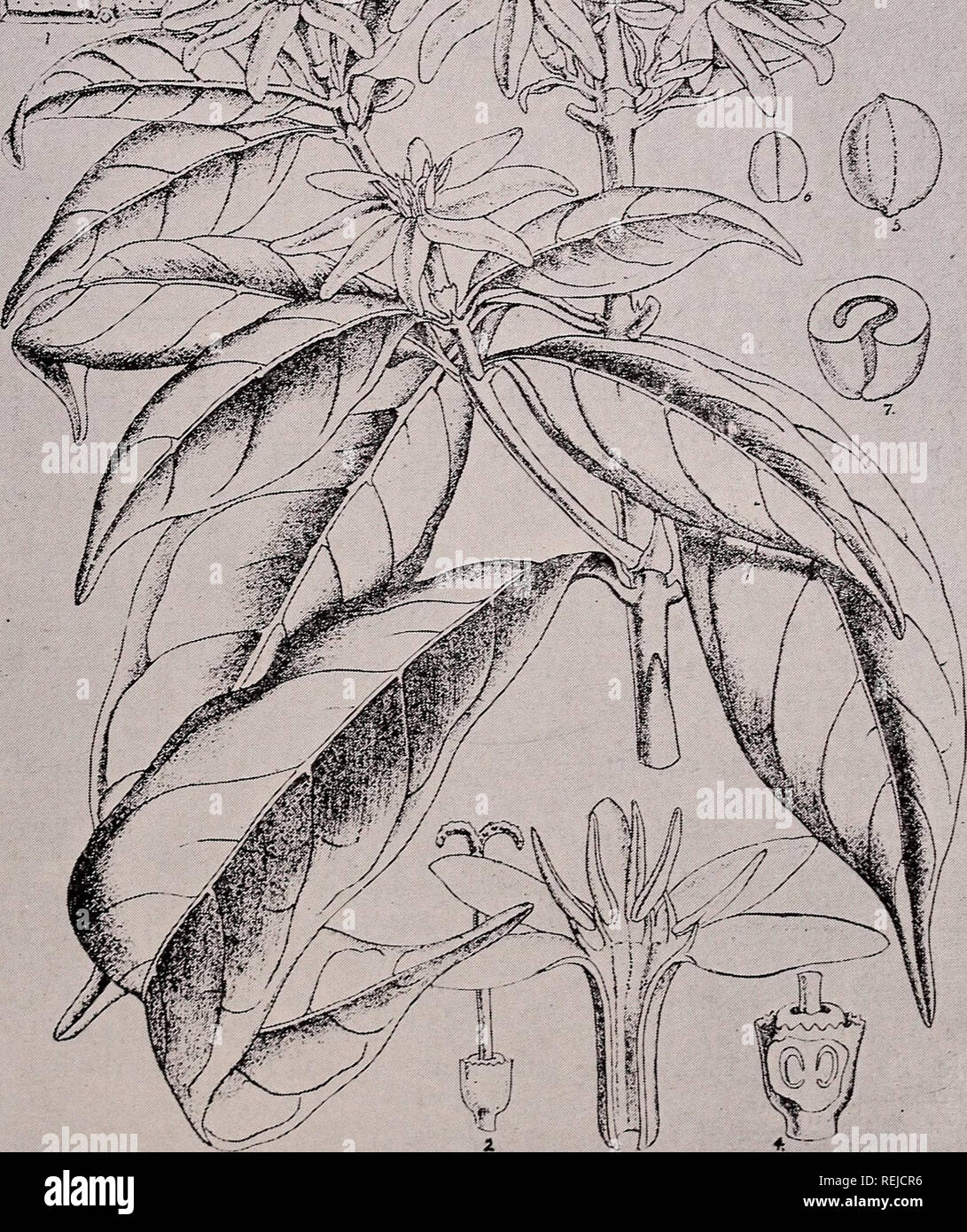 . Coffee : a monograph of the economic species of the genus Coffea L ...