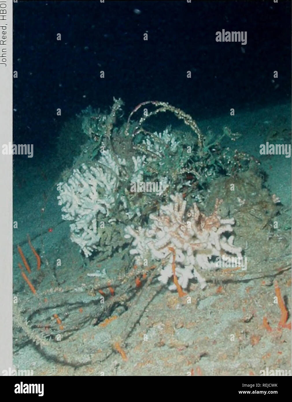 Bottom Trawling Bycatch