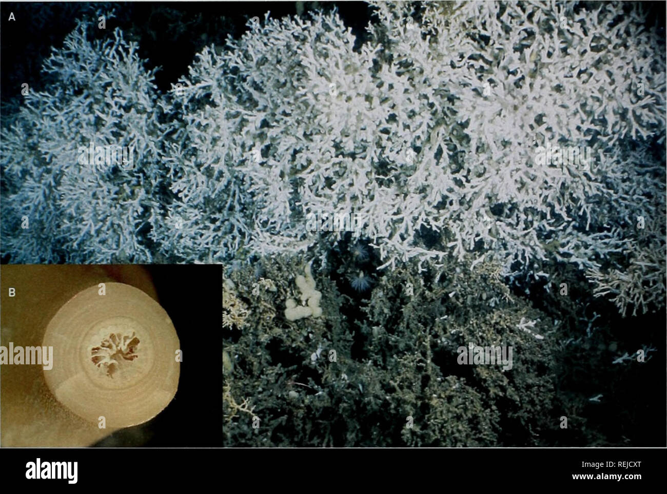 . Cold-water Coral Reefs: out of sight - no longer out of mind. UNEP ...