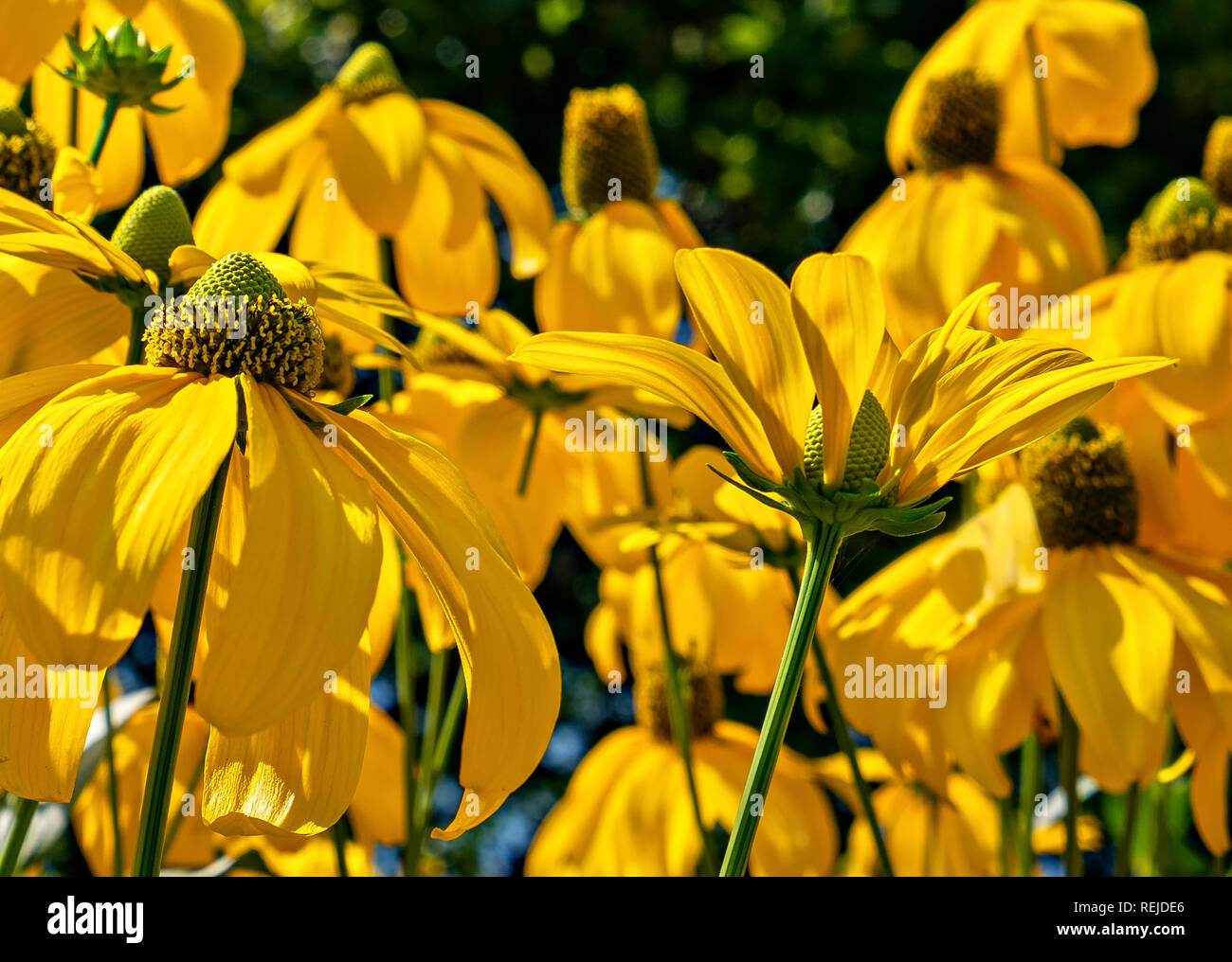 Yellow cone hi-res stock photography and images - Alamy
