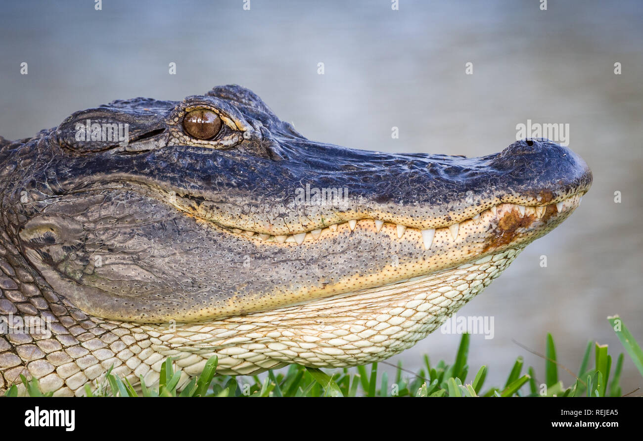 Alligator close up showing his teeth.jpg Stock Photo - Alamy