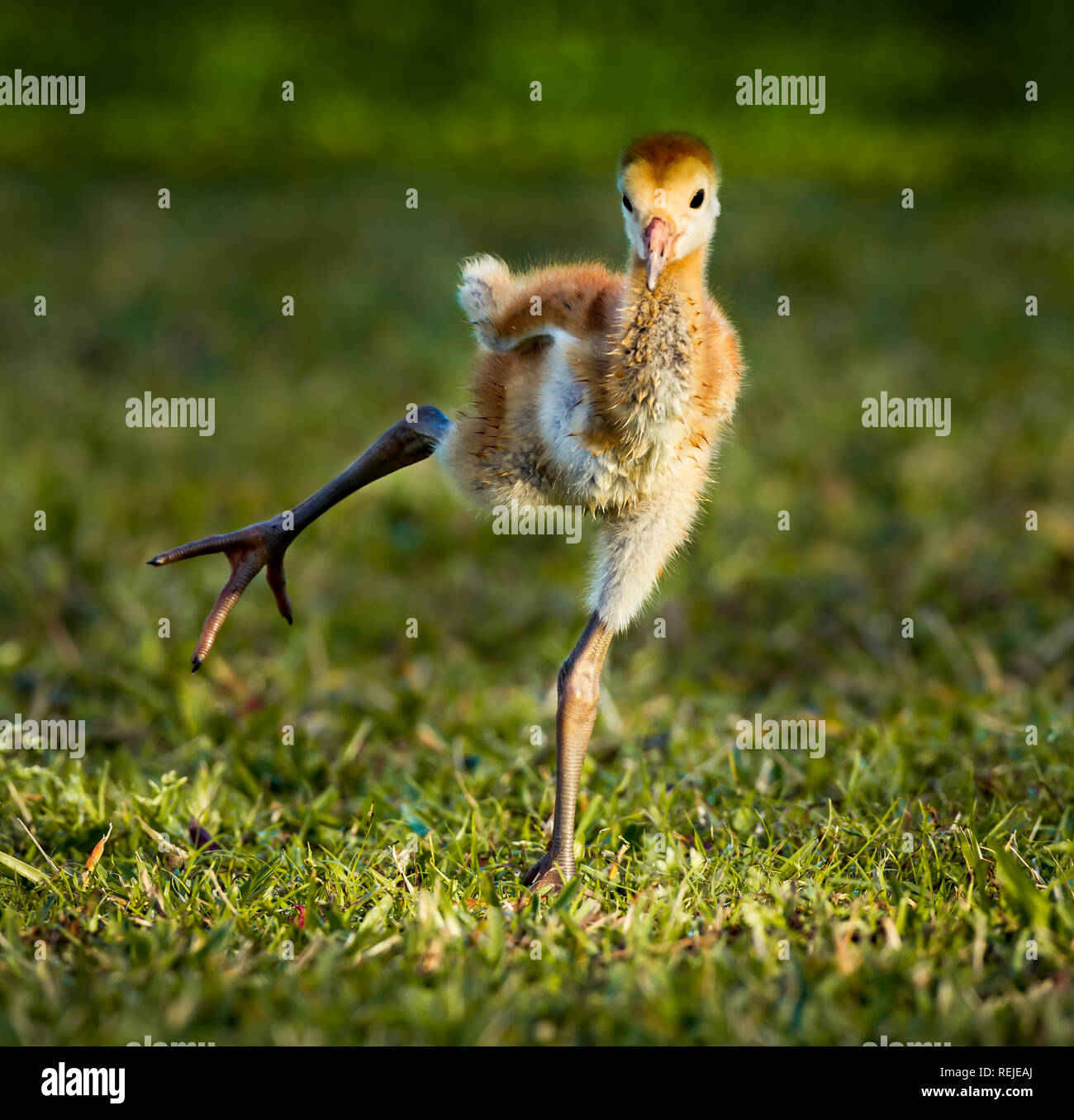 Sandhill Crane Baby