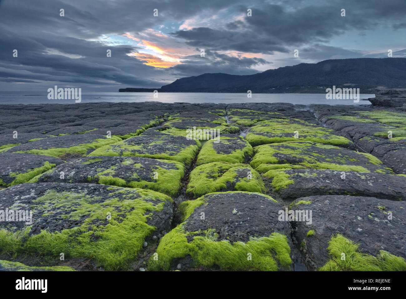 Geologic formation called Tessellated Pavement in Port Arthur in ...