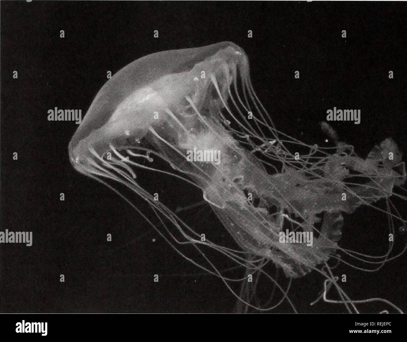 Thimble sea jellyfish hi-res stock photography and images - Alamy