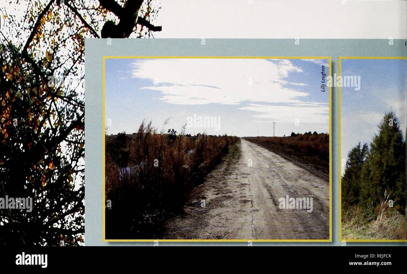 Pocosin hi-res stock photography and images - Alamy