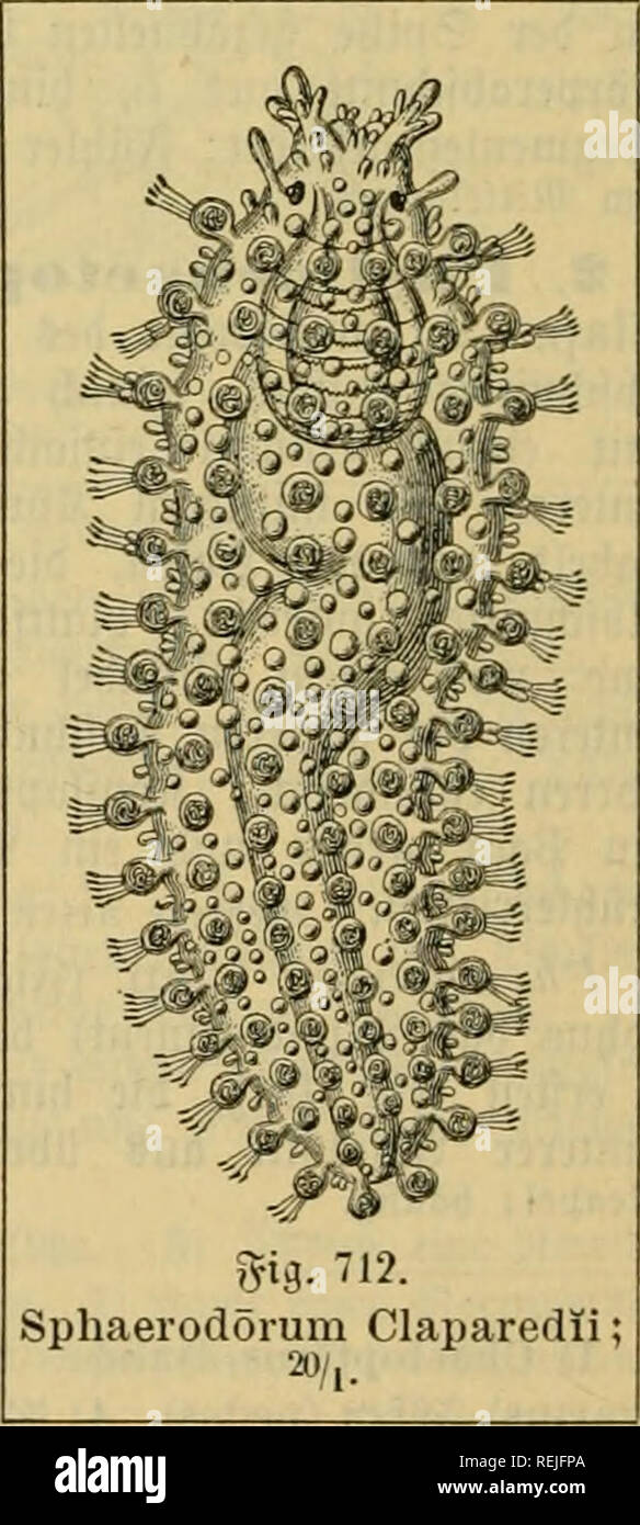 . Dr. Johannes Leunis Synopsis der thierkunde. Ein handbuch für höhere ...