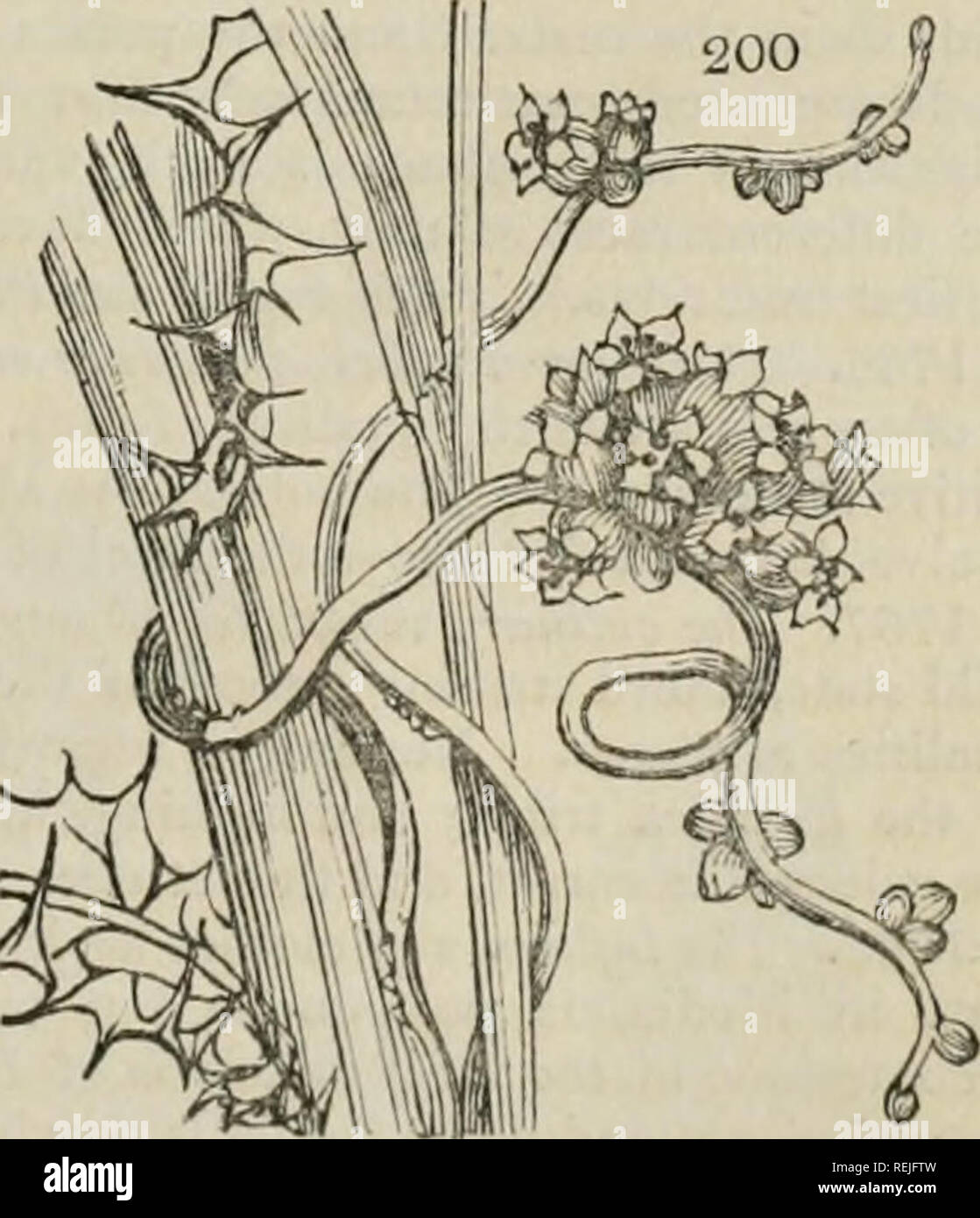 Paludal hi-res stock photography and images - Alamy