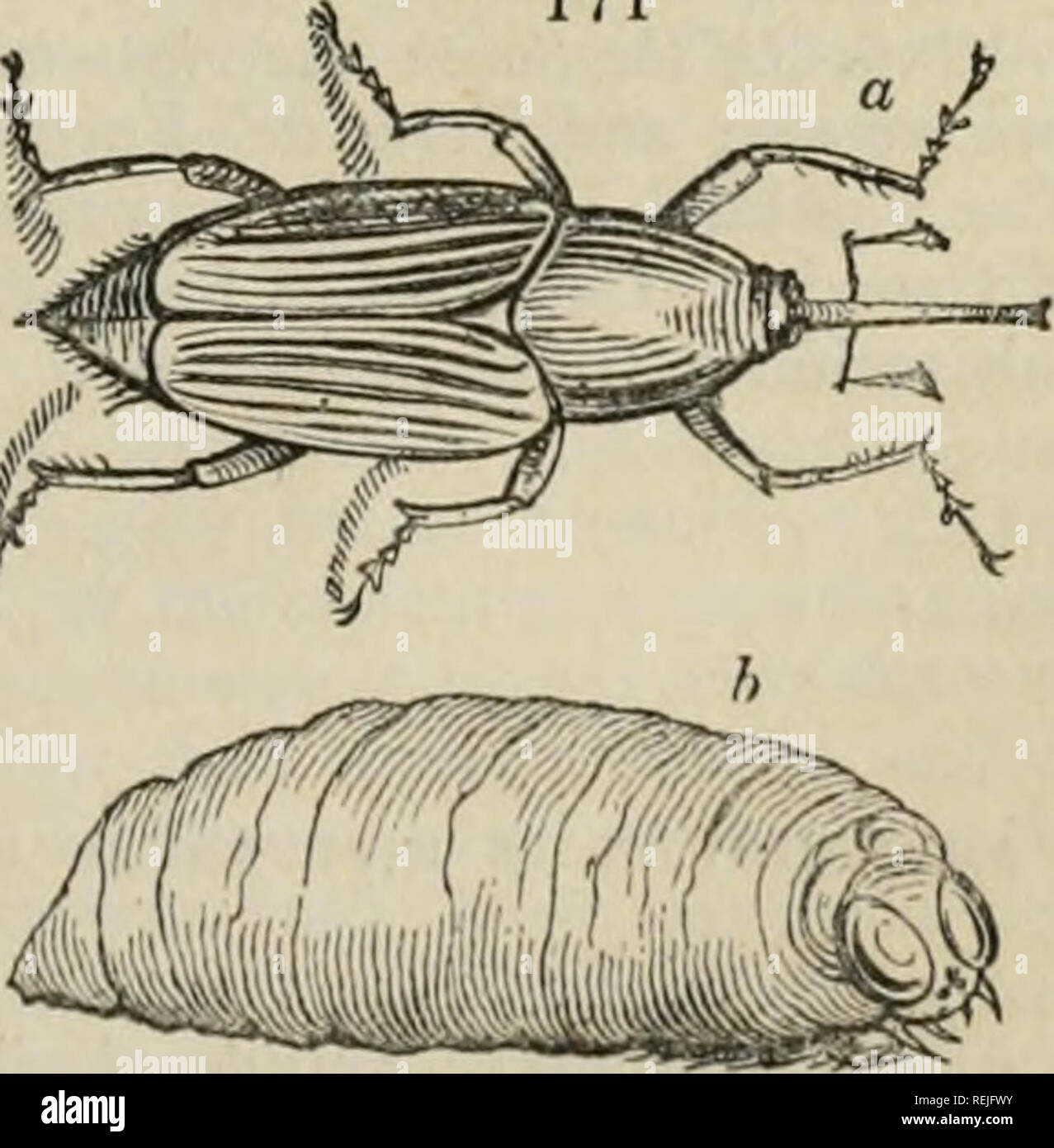 Quassi hi-res stock photography and images - Alamy