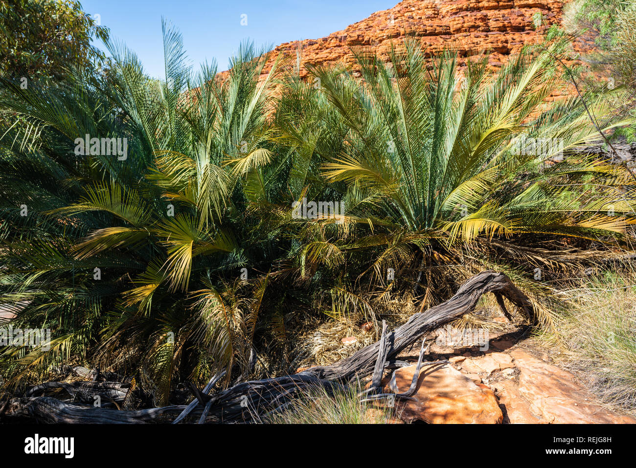 Australian cycad hi-res stock photography and images - Alamy