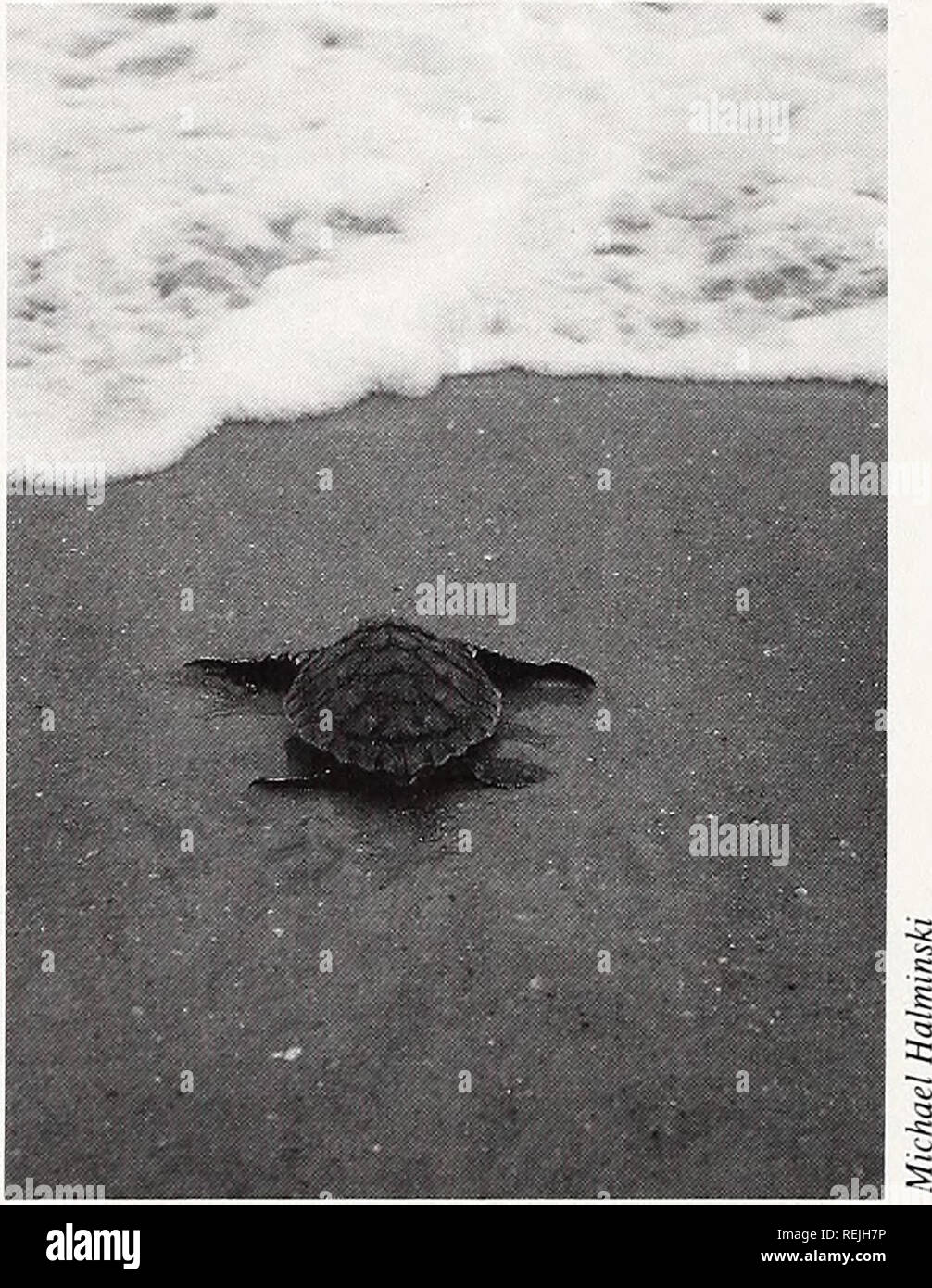 Female brood pouch hi-res stock photography and images - Alamy