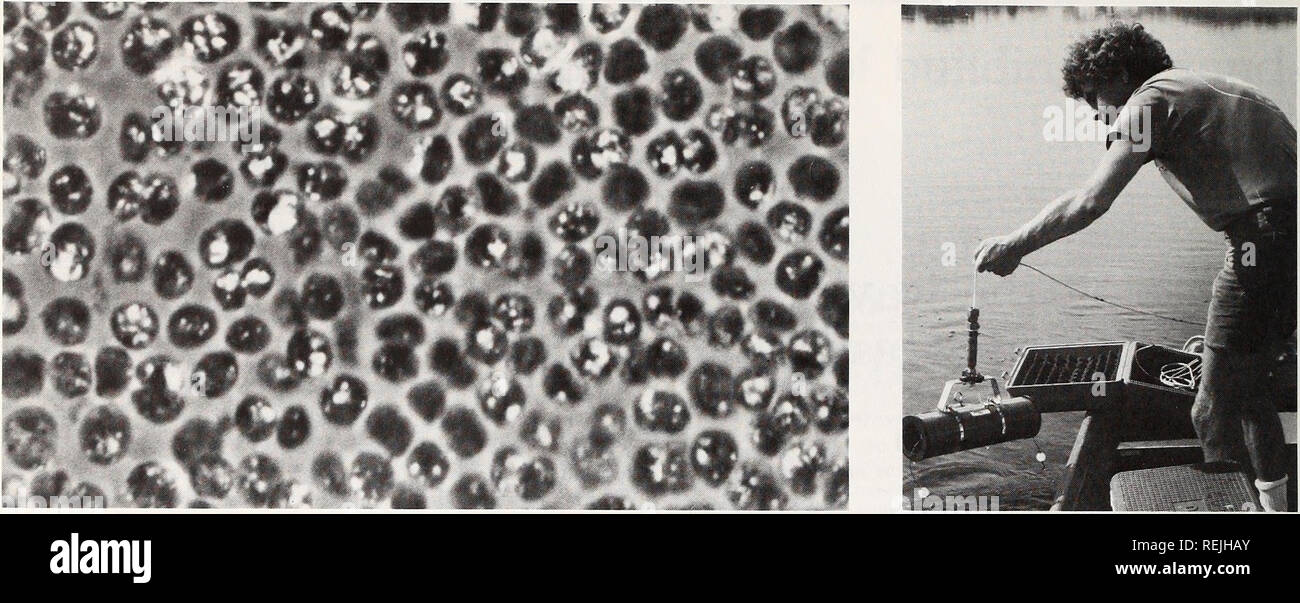 Microcystis aeruginosa hi-res stock photography and images - Alamy