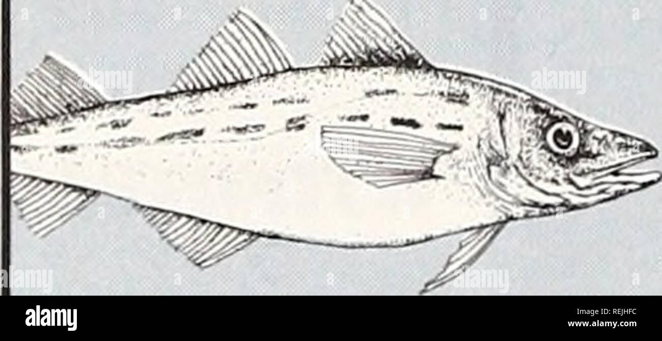 Surimi products hi-res stock photography and images - Alamy