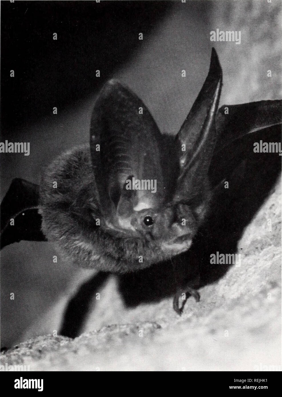 Bats with big ears hi-res stock photography and images - Alamy