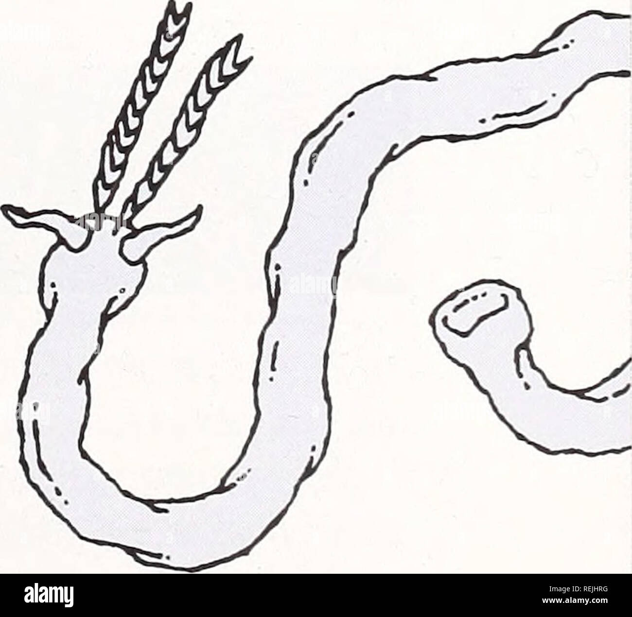 Shipworms hi-res stock photography and images - Alamy