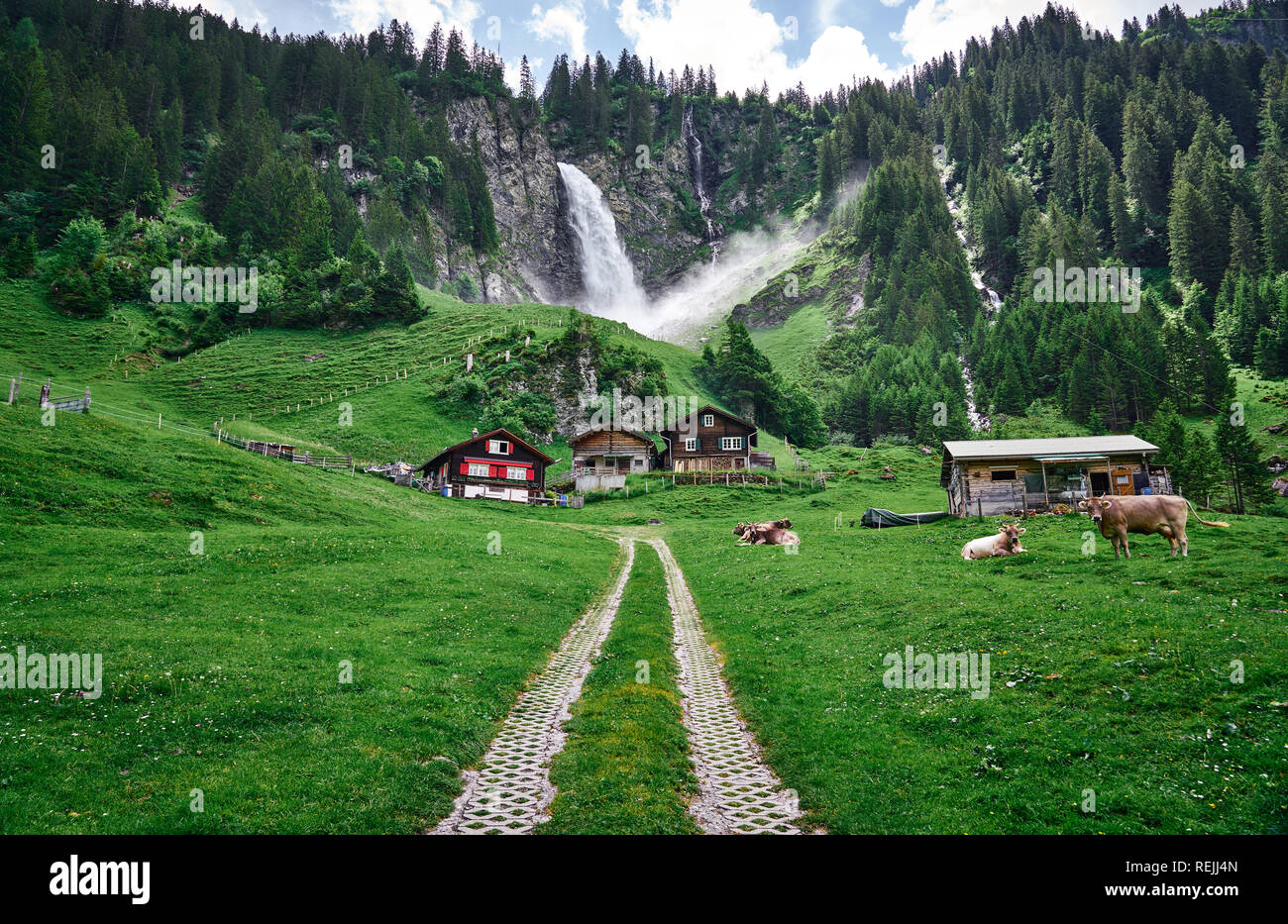 Beautiful landscape panorama from Swiss Alps, with cows, waterfall ...