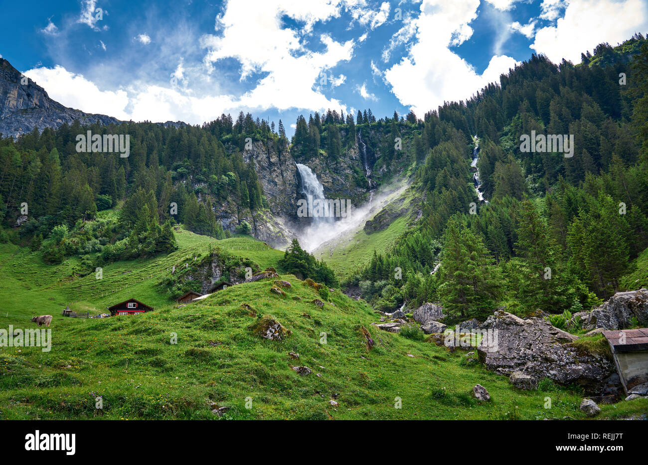 Beautiful landscape panorama from Swiss Alps, with cows, waterfall ...