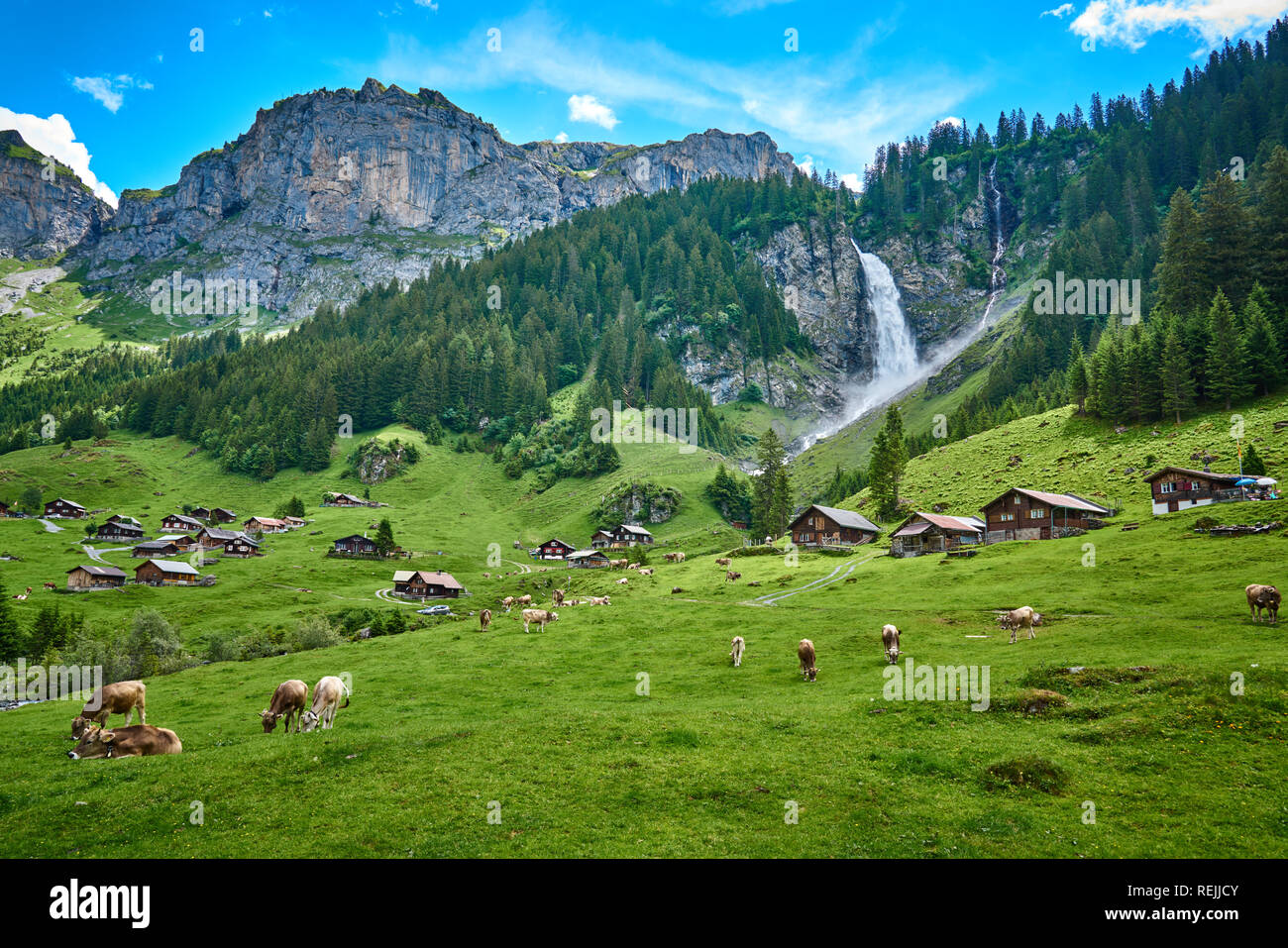 Beautiful landscape panorama from Swiss Alps, with cows, waterfall ...