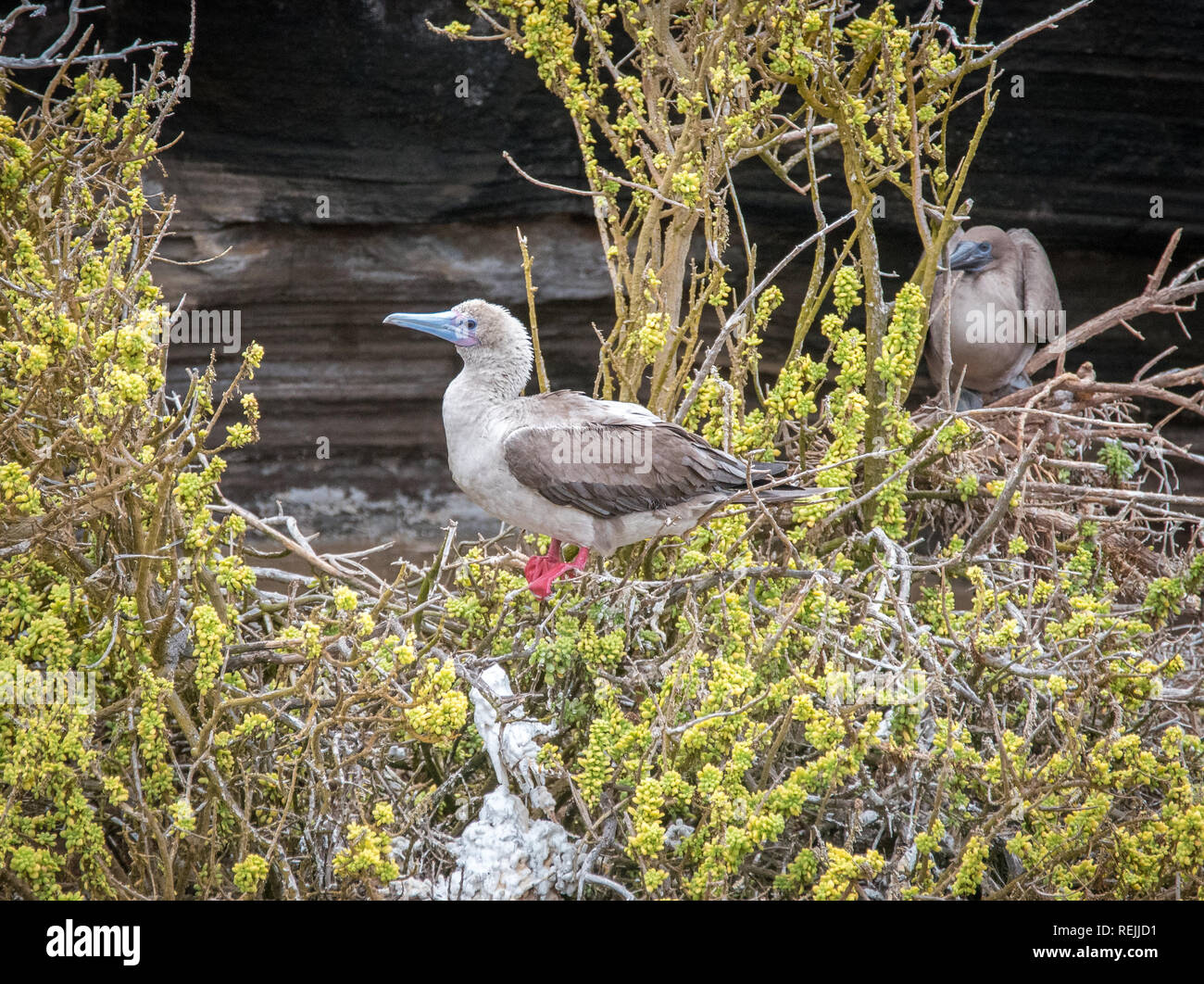 Red foot booby hi-res stock photography and images - Alamy