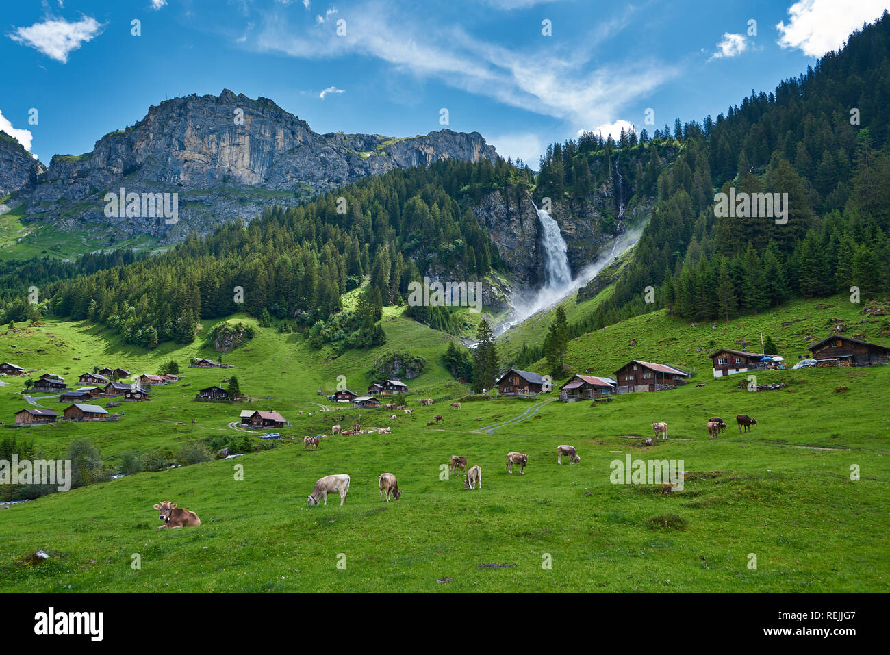 Beautiful landscape panorama from Swiss Alps, with cows, waterfal ...