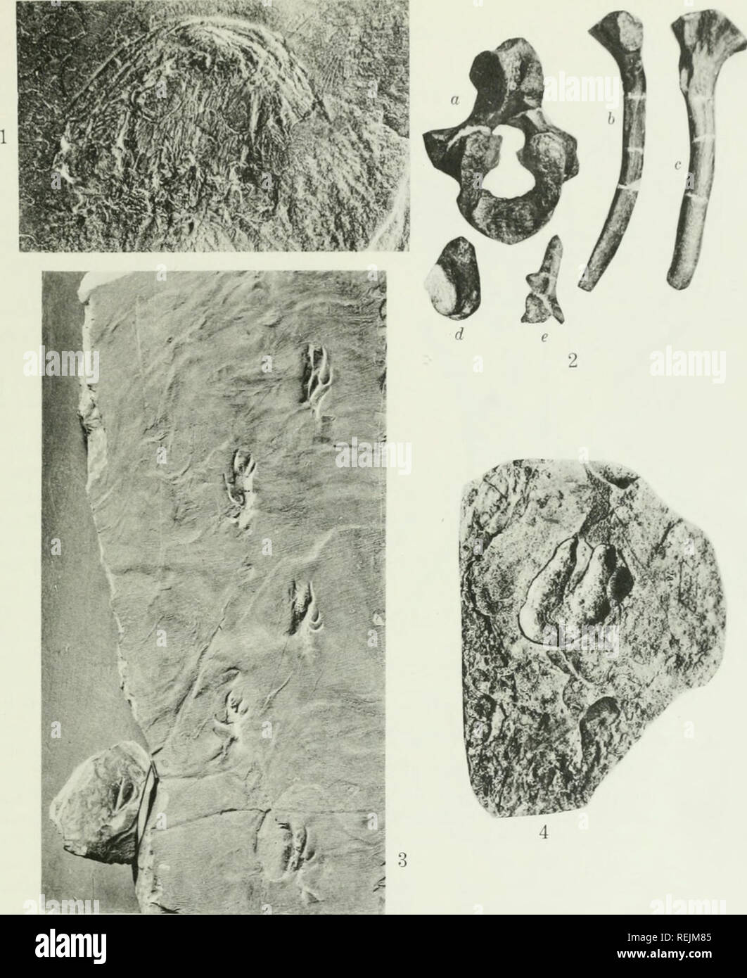 Red shale specimen hi-res stock photography and images - Alamy