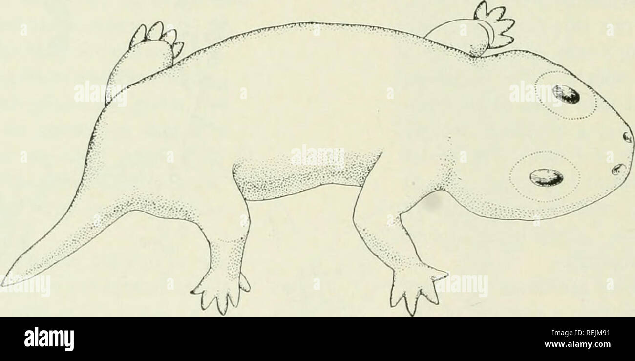 . The coal measures Amphibia of North America. Amphibians, Fossil ...