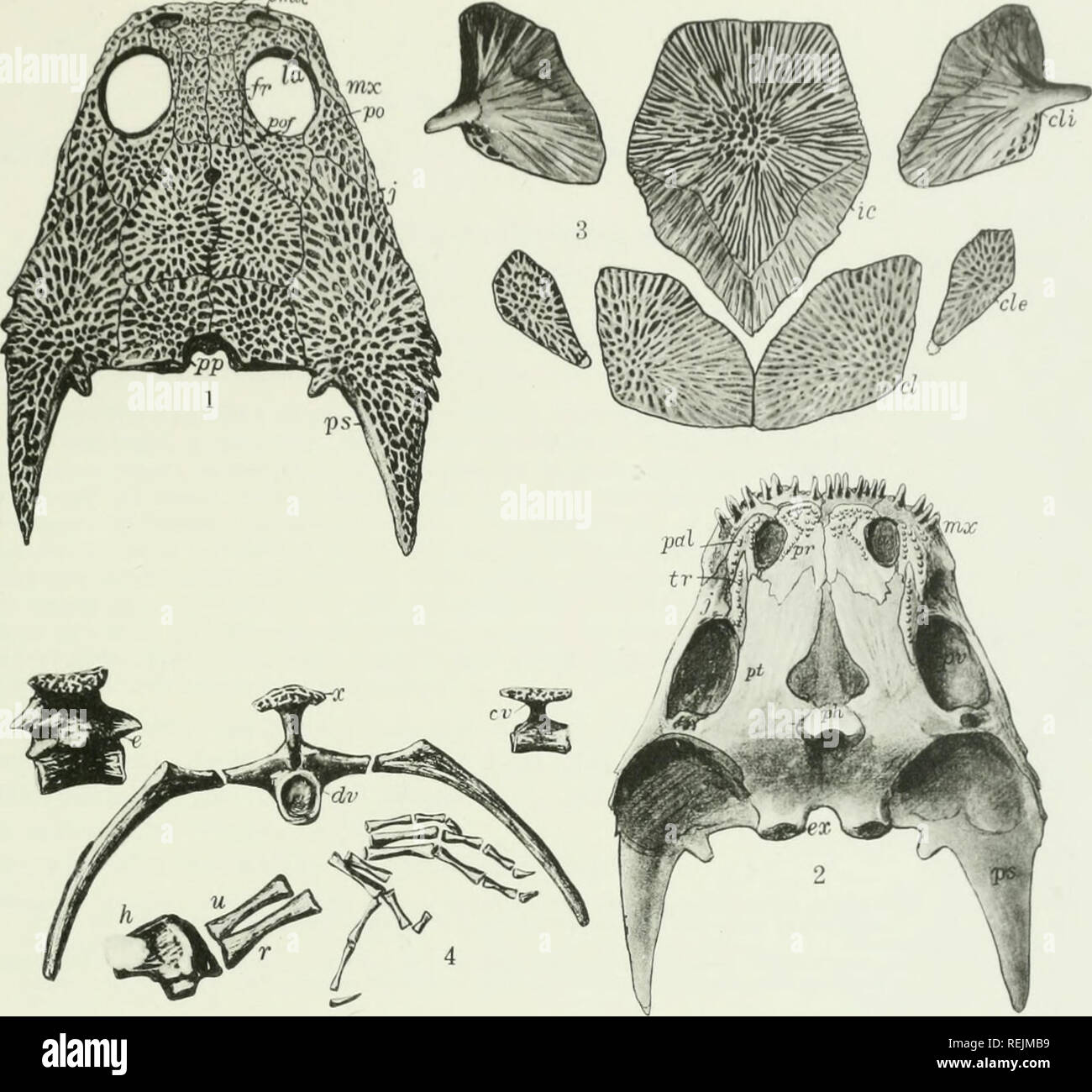 . The coal measures Amphibia of North America. Amphibians, Fossil ...
