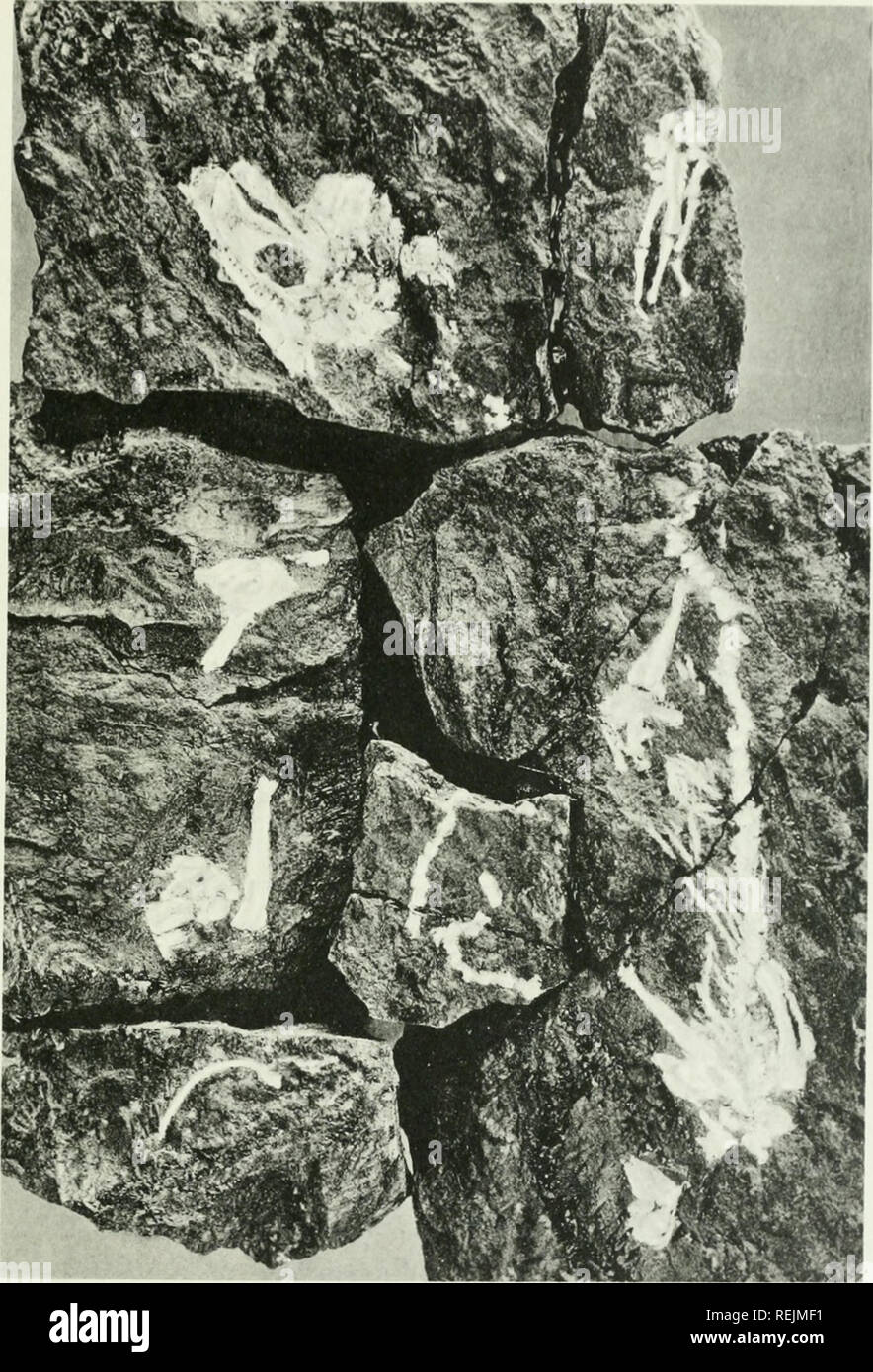 . The coal measures Amphibia of North America. Amphibians, Fossil ...