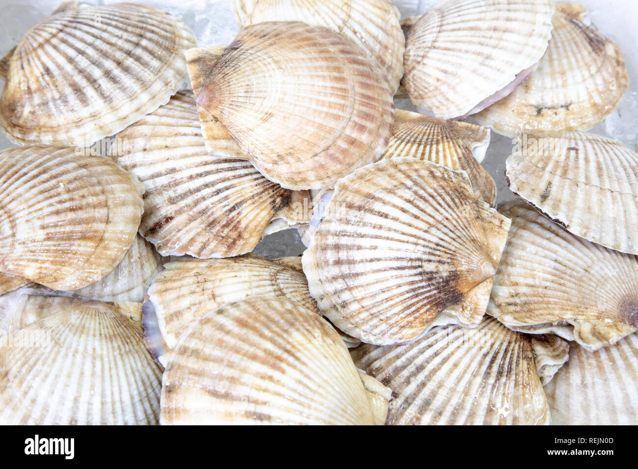 Hub shells hi-res stock photography and images - Alamy