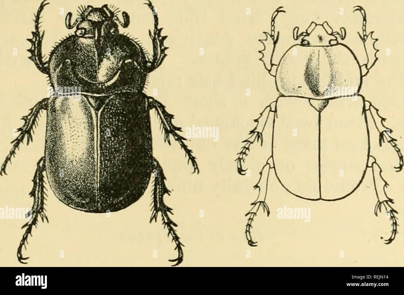 . Coleoptera: Lamellicornia. Scarabaeidae. BLABEPHORUS.—EOPHILEUEUS ...