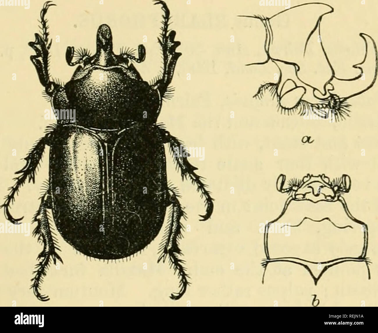 . Coleoptera: Lamellicornia. Scarabaeidae. DICHODONTUS. 285 2 ...