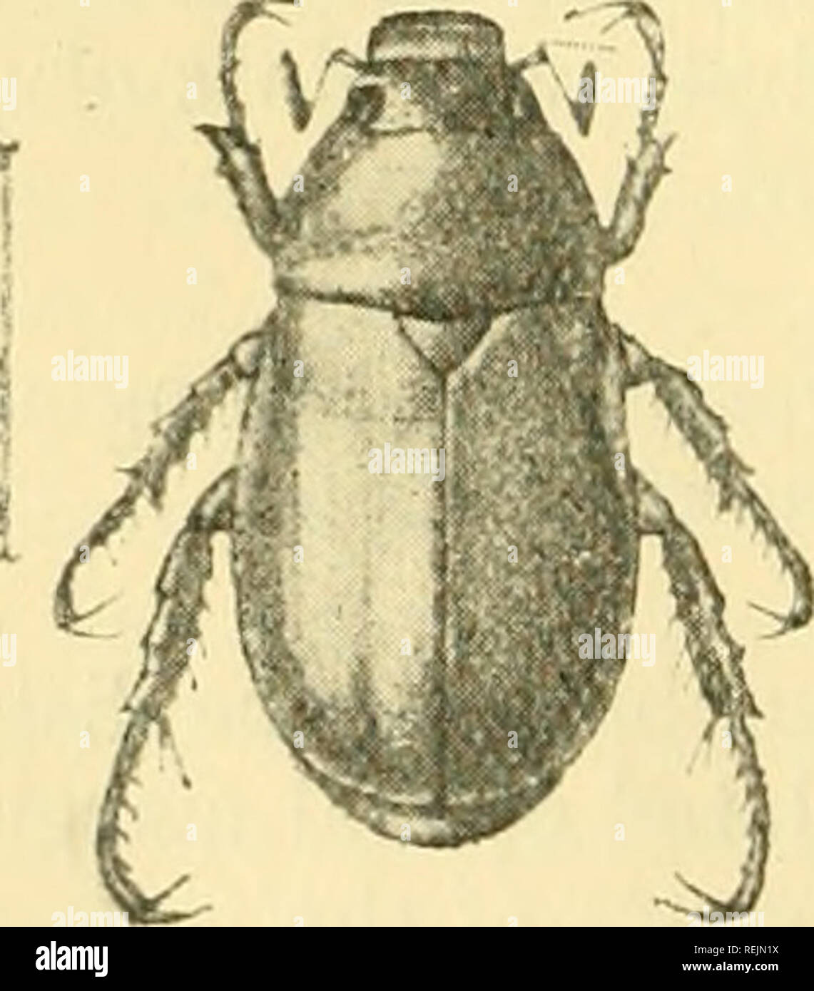 Pitted elytra hi-res stock photography and images - Alamy