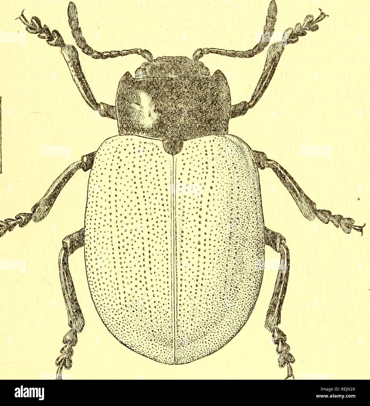 . Coleoptera. Chrysomelidæ. Chrysomelidae; Beetles. EUMELA. 51 other in ...