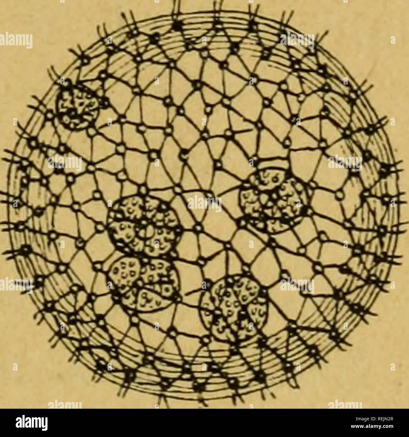 Volvox colonies hi-res stock photography and images - Alamy