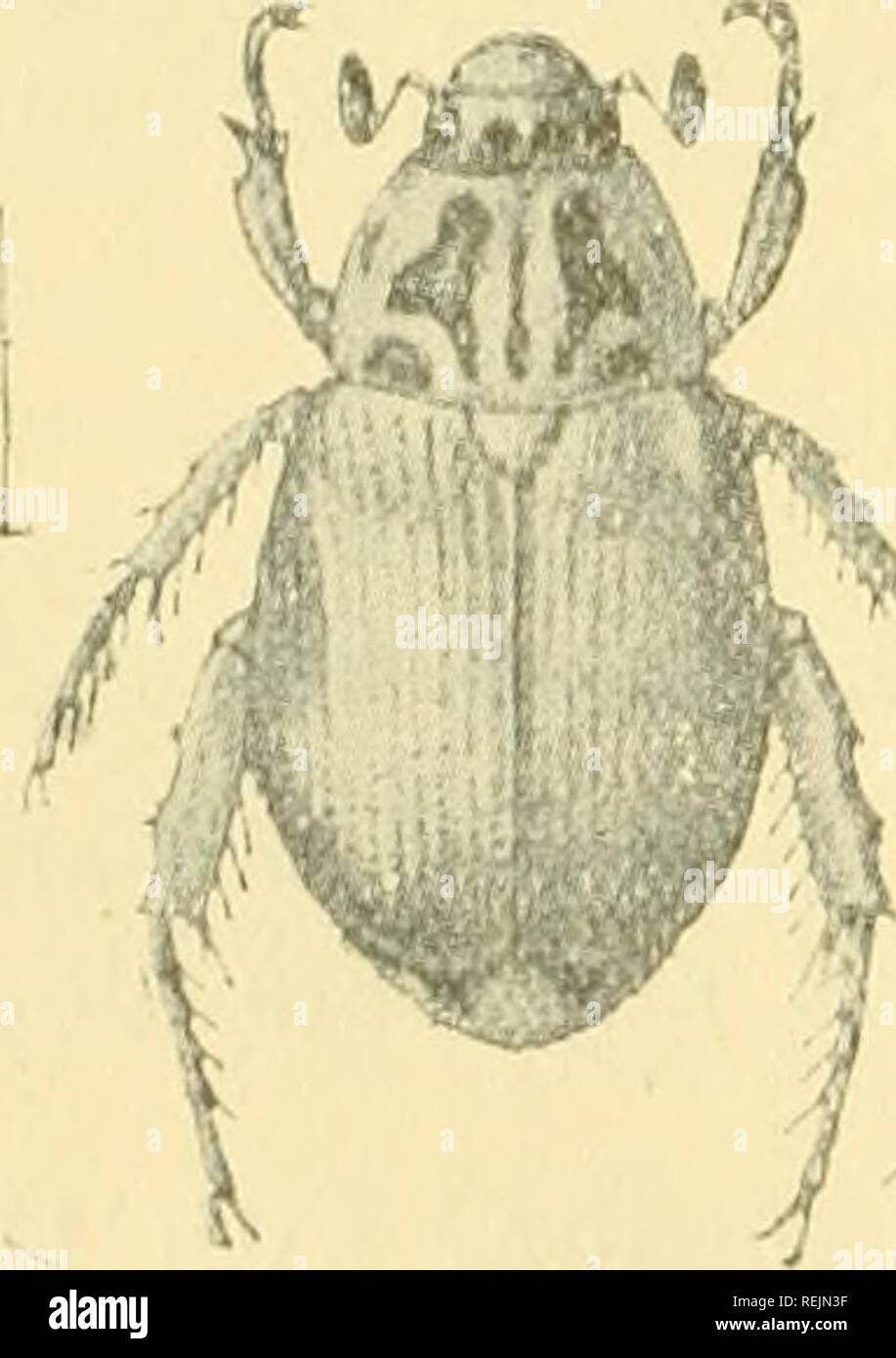 Elongated hind claw hi-res stock photography and images - Alamy