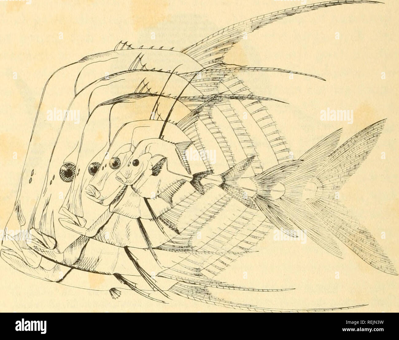 Toothless reptiles hi-res stock photography and images - Alamy