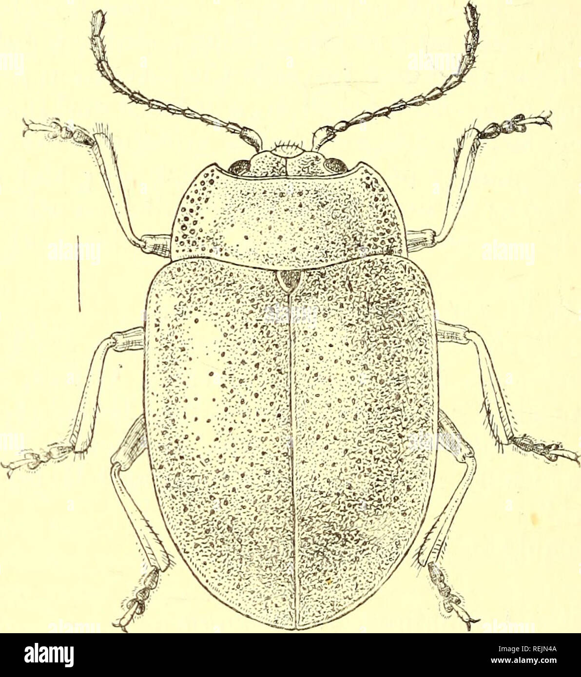 . Coleoptera. Chrysomelidæ. Chrysomelidae; Beetles. 36 CHRYSOMELIN^E ...