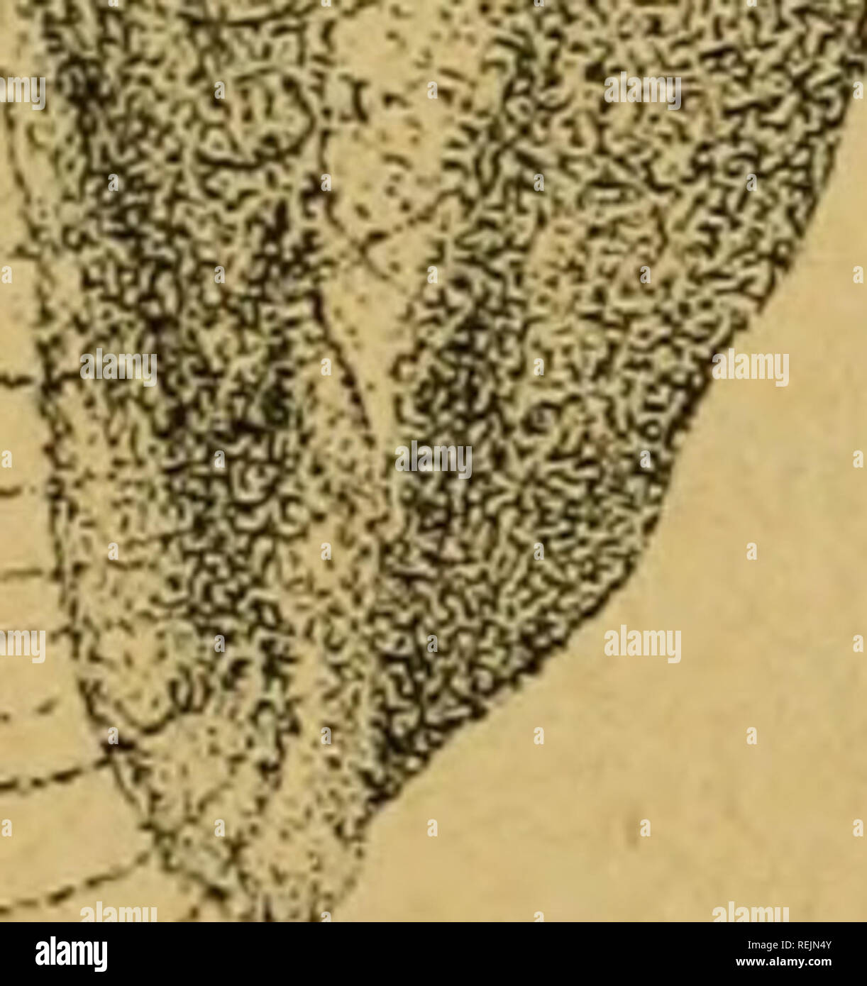 . Coelents, inodermes, protozoaires. Cnidaria; Ctenophora; Sponges ...