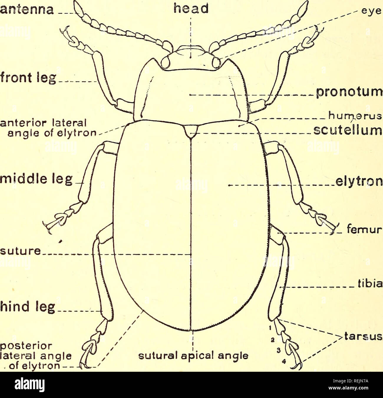 500 temperate species hi-res stock photography and images - Alamy