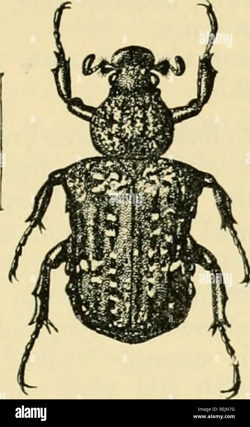 . Coleoptera: Lamellicornia. Scarabaeidae. PARAPILINURGtJS ...