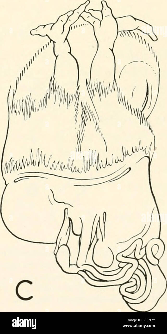 Chick With Legs Backwards