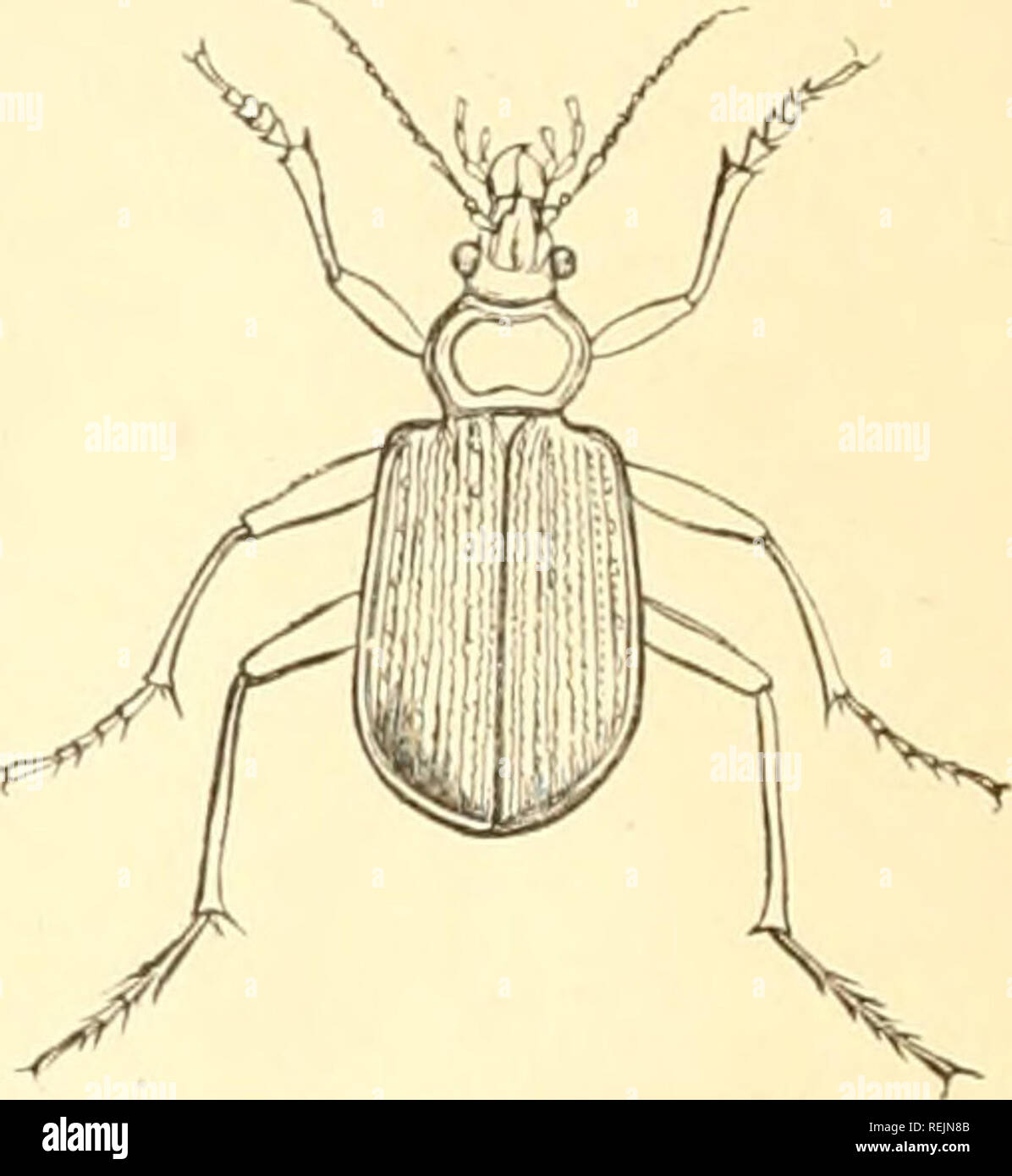 Calosoma externum hi-res stock photography and images - Alamy