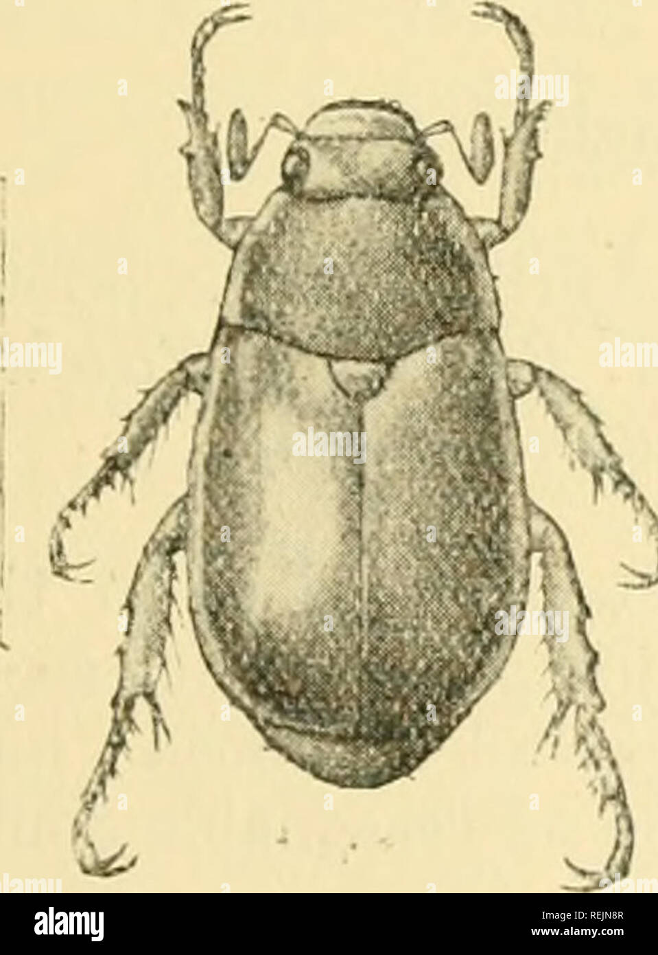 . Coleoptera: Lamellicornia. Scarabaeidae. MIMELA, 121 The body is ...