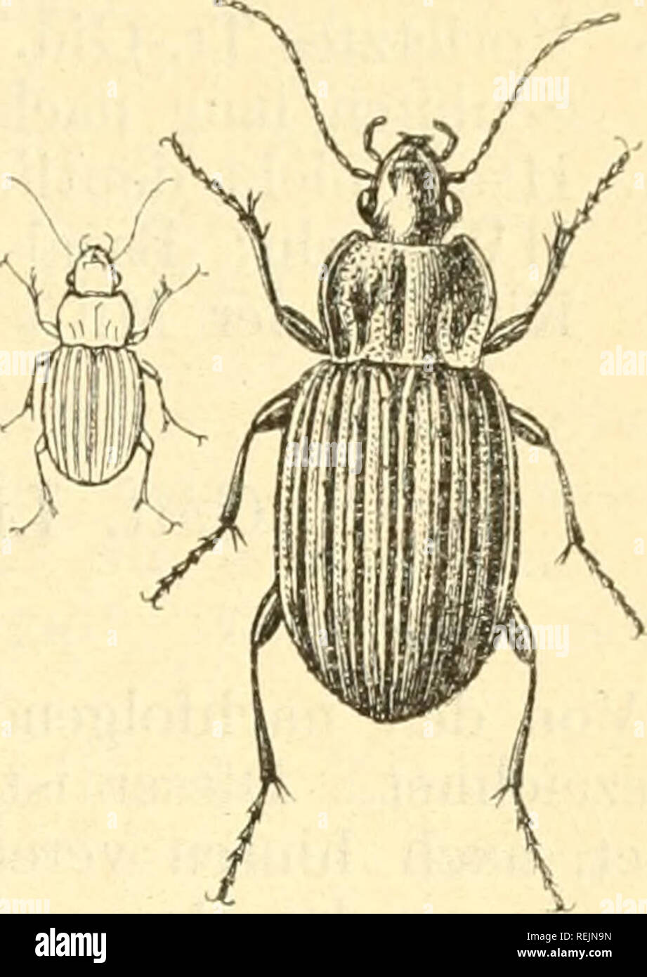 Koslin hi-res stock photography and images - Alamy