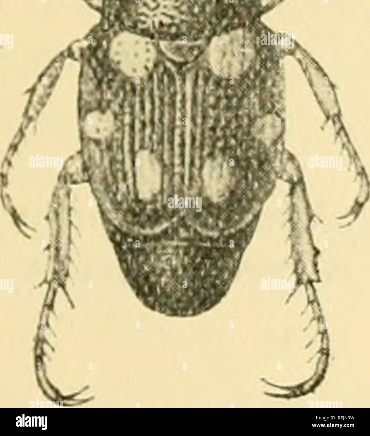 . Coleoptera: Lamellicornia. Scarabaeidae. SPILOPOPILLIA. 97 rounded ...