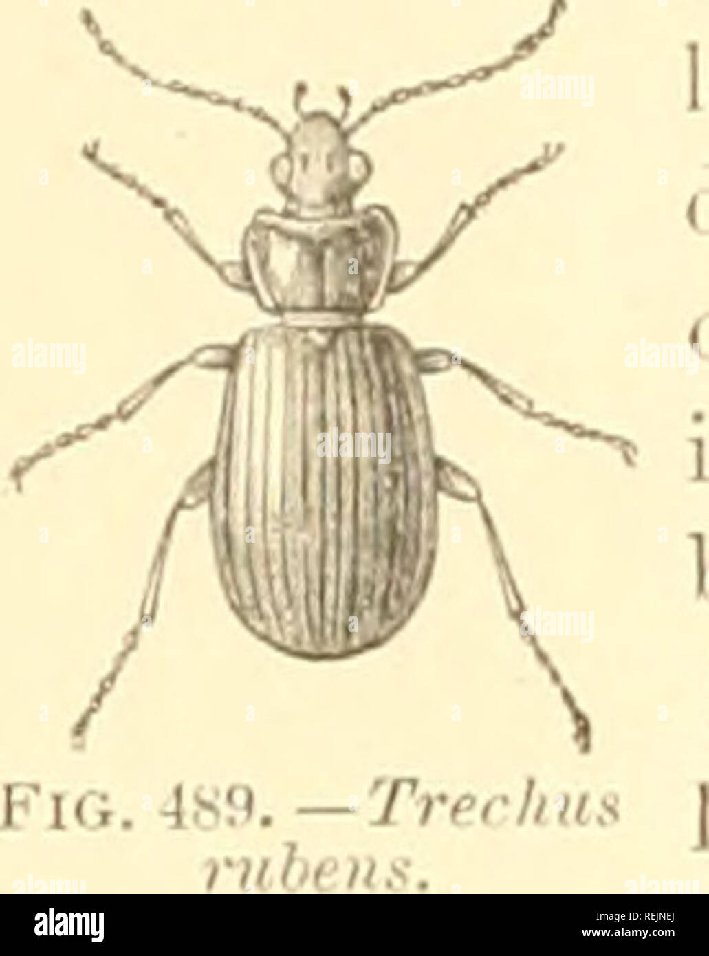 . Coleoptera. Beetles. 398 XATURAL HISTORY OF ARTHROPODS.. Fig. 401. â ...