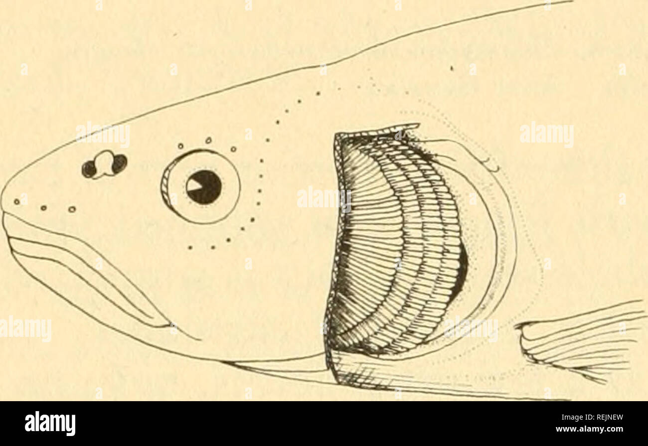 Blood in water shark hi-res stock photography and images - Alamy